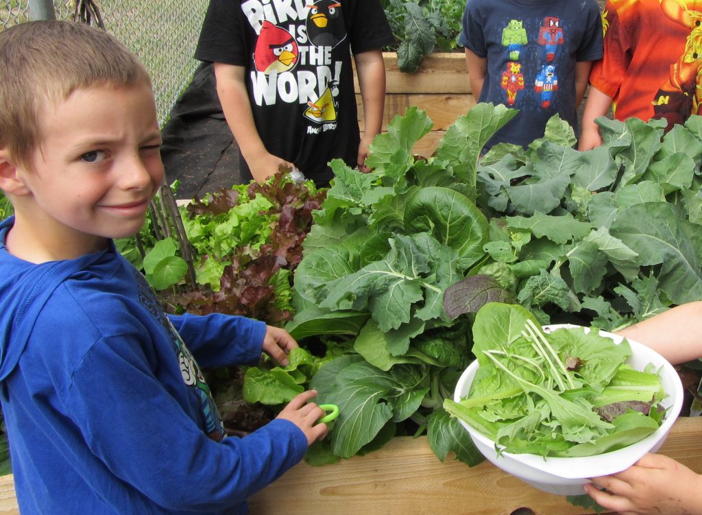 Ready, Set, Grow…. and then Dehydrate! – Farm to School BC